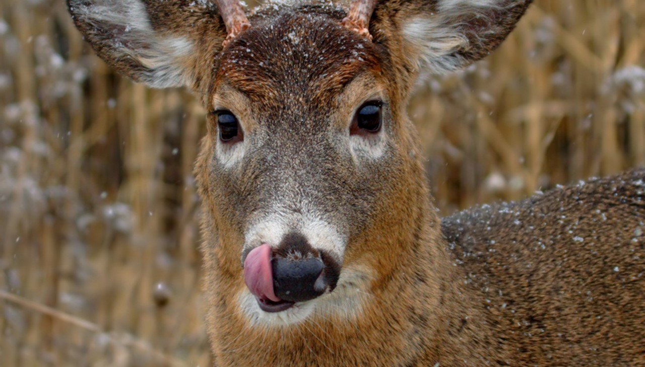 Zijn we de ‘wild-eet-schaamte’ voorbij? - Spronsen